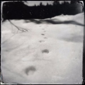 Phaune radio publie sa Phaunoscopie #7 : Renouer avec le sauvage, avec ...